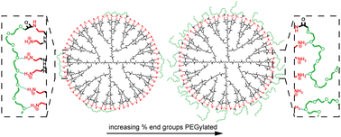 Charge shielding effects of PEG bound to NH2-terminated PAMAM dendrimers – an experimental ...