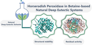 Improving the activity of horseradish peroxidase in betaine-based ...