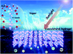 A vasculatural hydrogel combined with Prussian blue for solar-driven ...