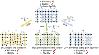 Stabilizing black-phase FAPbI3 in humid air with secondary ammoniums ...