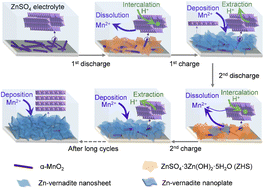 Reaction mechanism for the α-MnO2 cathode in aqueous Zn ion batteries ...