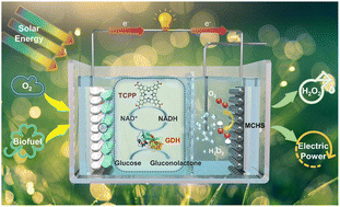 Bifunctional bio-photoelectrochemical cells: a “trading” platform for ...