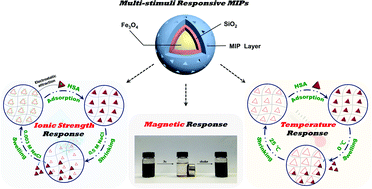 Multi-stimuli responsive molecularly imprinted nanoparticles with ...