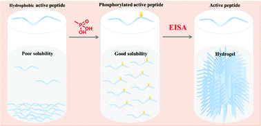 Enzyme-instructed self-assembly (EISA) assists the self-assembly and ...