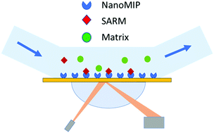 Detection of selective androgen receptor modulators (SARMs) in serum ...