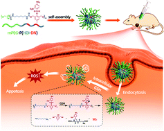 Chain-shattering polymeric sulfur dioxide prodrug micelles for redox ...