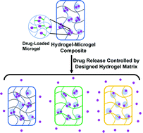 Design of hydrogel–microgel composites with tailored small molecule ...