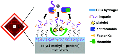 Investigation of heparin-loaded poly(ethylene glycol)-based hydrogels ...