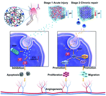 pH/Thermosensitive dual-responsive hydrogel based sequential delivery ...