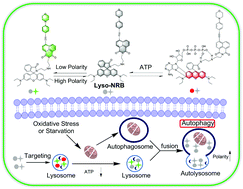 A dual-response fluorescent probe for simultaneously monitoring ...