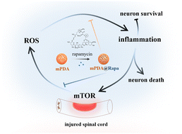 Mesoporous polydopamine nanoparticles for sustained release of ...