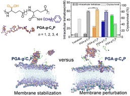 Membrane stabilization versus perturbation by aromatic monoamine ...