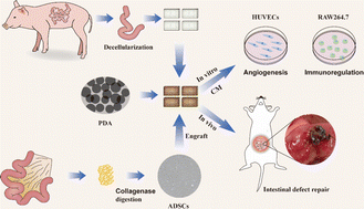 Polydopamine-modified decellularized intestinal scaffolds loaded with ...
