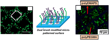 Photoinduced micropatterning on biodegradable aliphatic polyester ...