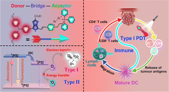 A tailored and red-emissive type I photosensitizer to potentiate ...