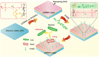 Layer-by-layer construction of zwitterionic/biguanide polymers on ...