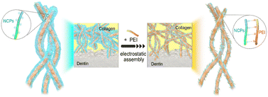 Construction of an antibacterial low-defect hybrid layer by facile PEI ...