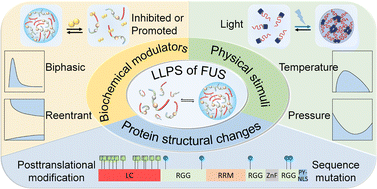 Modulating liquid–liquid phase separation of FUS: mechanisms and ...