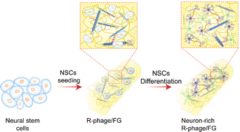 Integration of genetically engineered virus nanofibers and fibrin to ...