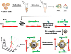 Construction of a phos-tag-directed self-assembled fluorescent ...