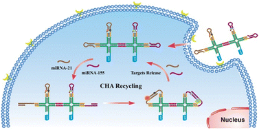 Cruciate DNA probes for amplified multiplexed imaging of microRNAs in ...