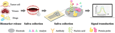 Electrochemical biosensors based on saliva electrolytes for rapid ...