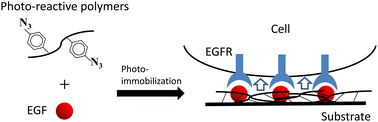 Photo-reactive polymers for the immobilisation of epidermal growth ...