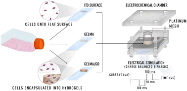 The impact of electrical stimulation protocols on neuronal cell ...