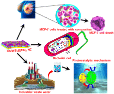 A biopolymer functionalized two-dimensional WS2@TiO2 nanocomposite for in vitro biomedical and ...