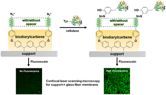 Surface modified materials for active capture of enzymes - Journal of ...