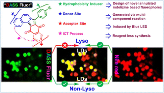 Light induced diversity-oriented synthesis (DOS) library of annulated ...