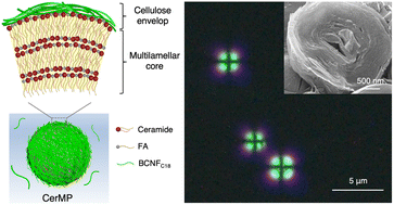 Multilamellar ceramide core-structured microvehicles with substantial ...