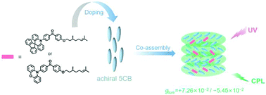 Nematic liquid crystals induce and amplify the circularly polarized ...