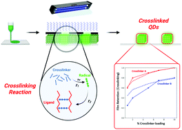 Modeling ligand crosslinking for interlocking quantum dots in thin ...