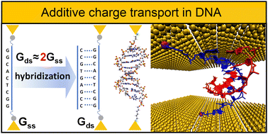 Additive transport in DNA molecular circuits - Journal of Materials ...