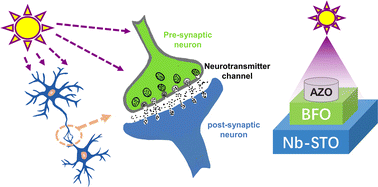 Photovoltaic memristors based on photoelectric synaptic plasticity of a ...