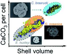Single-entity coccolithophore electrochemistry shows size is no guide ...