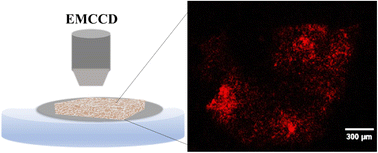 Electrochemiluminescence imaging of a membrane carcinoembryonic antigen ...