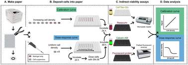 Selecting the appropriate indirect viability assay for 3D paper-based ...