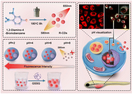 Preparation and application of high-brightness red carbon quantum dots ...