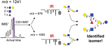 Identification of human milk oligosaccharide positional isomers by combining IMS-CID-IMS and ...