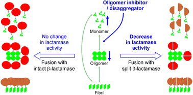 A protein aggregation platform that distinguishes oligomers from ...