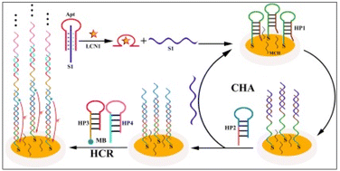 An aptamer triple helix molecular switch for sensitive electrochemical ...