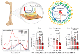 Sensitivity of the amide I band to matrix manipulation in bone: a Raman ...