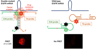 FRET probe for detecting two mutations in one EGFR mRNA - Analyst (RSC ...