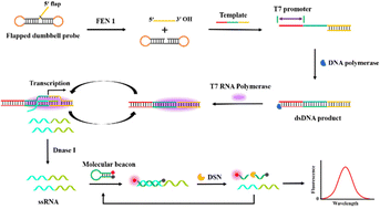 Target-activated T7 transcription circuit-mediated multiple cycling ...