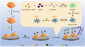 Electrochemiluminescence resonance energy transfer between a Ru-ZnMOF ...