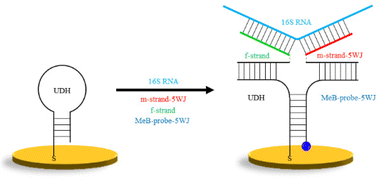 DNA nanotechnology for nucleic acid analysis: sensing of nucleic acids ...