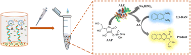 A ratiometric fluorescence assay for the detection of DNA methylation ...