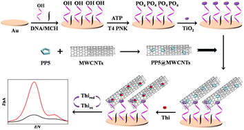 An electrochemical biosensor for T4 polynucleotide kinase activity ...